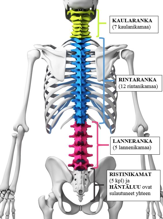 Selkärangan rakenne ja tehtävä