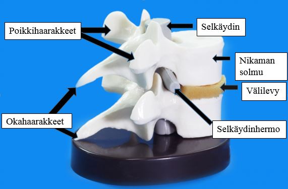 Ryggradens struktur och uppgifter