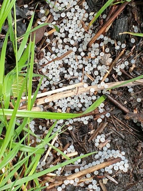 Marine carriage of nurdles will be regulated – the question is how and ...