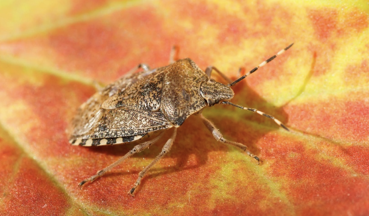 Preparing for the stink bug season | Gard's Insights
