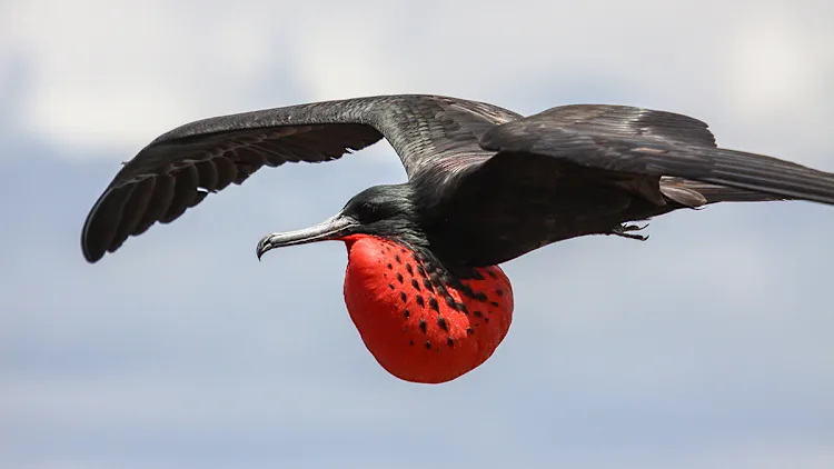 Galápagos Islands Cruise: Iconic Wildlife, Sublime Scenery & Machu ...