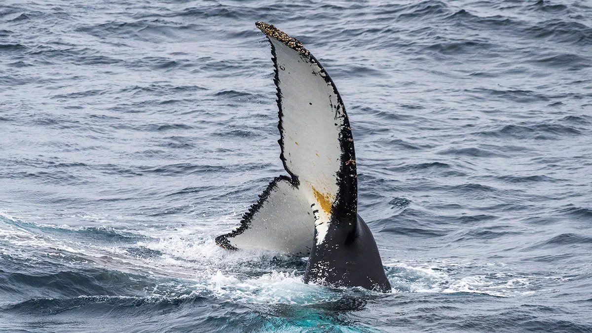 Incredible Facts about the Drake Passage | HX Hurtigruten Expeditions US