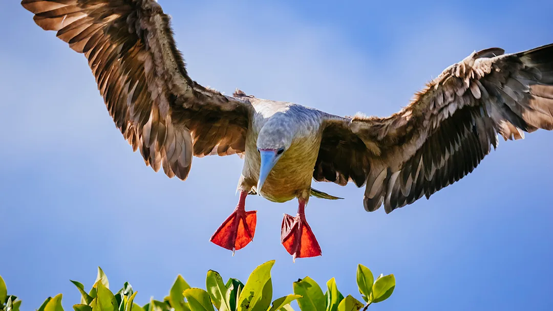Galápagos Islands Cruise: Nature & Wildlife Expedition 2026 | HX ...