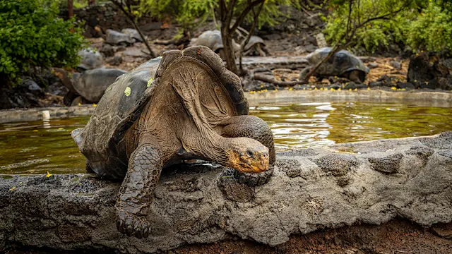 Galápagos Islands Cruise: Nine of the Best Isles 2026 2027 2028 | HX ...