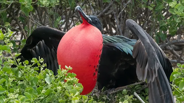 Galápagos Islands Cruise: Nature & Wildlife Expedition 2026 | HX ...