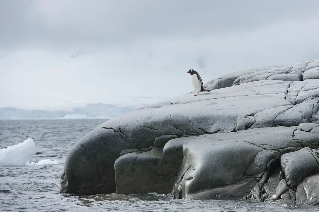 14 faszinierende Fakten über Pinguine | HX Hurtigruten Expeditions CH