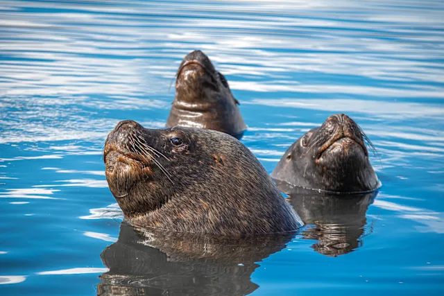 A mythical adventure on Chiloé Island | HX Hurtigruten Expeditions