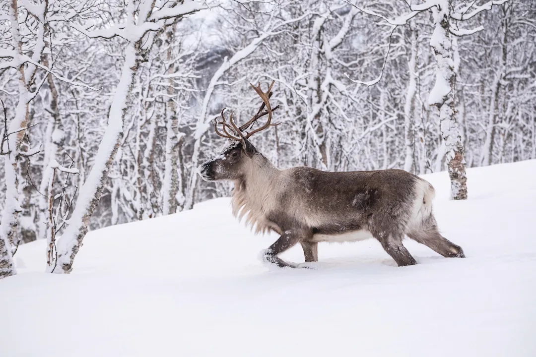 Wildlife in Norway: What to see on an HX expedition