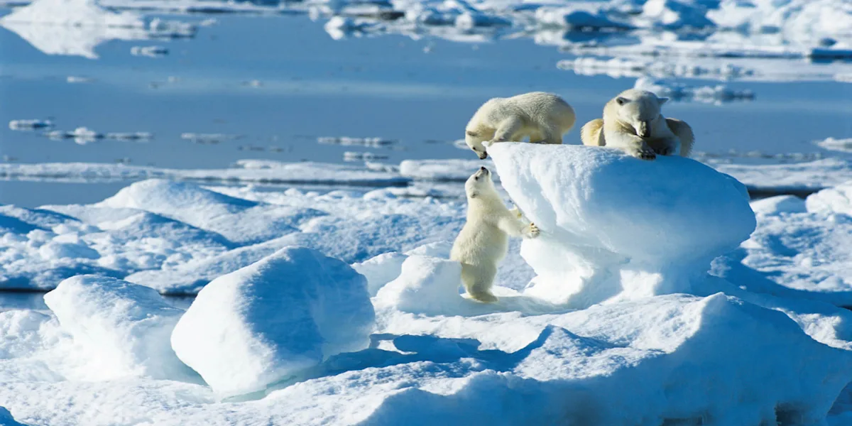 8 facts you didn't know about polar bears | HX Hurtigruten Expeditions UK