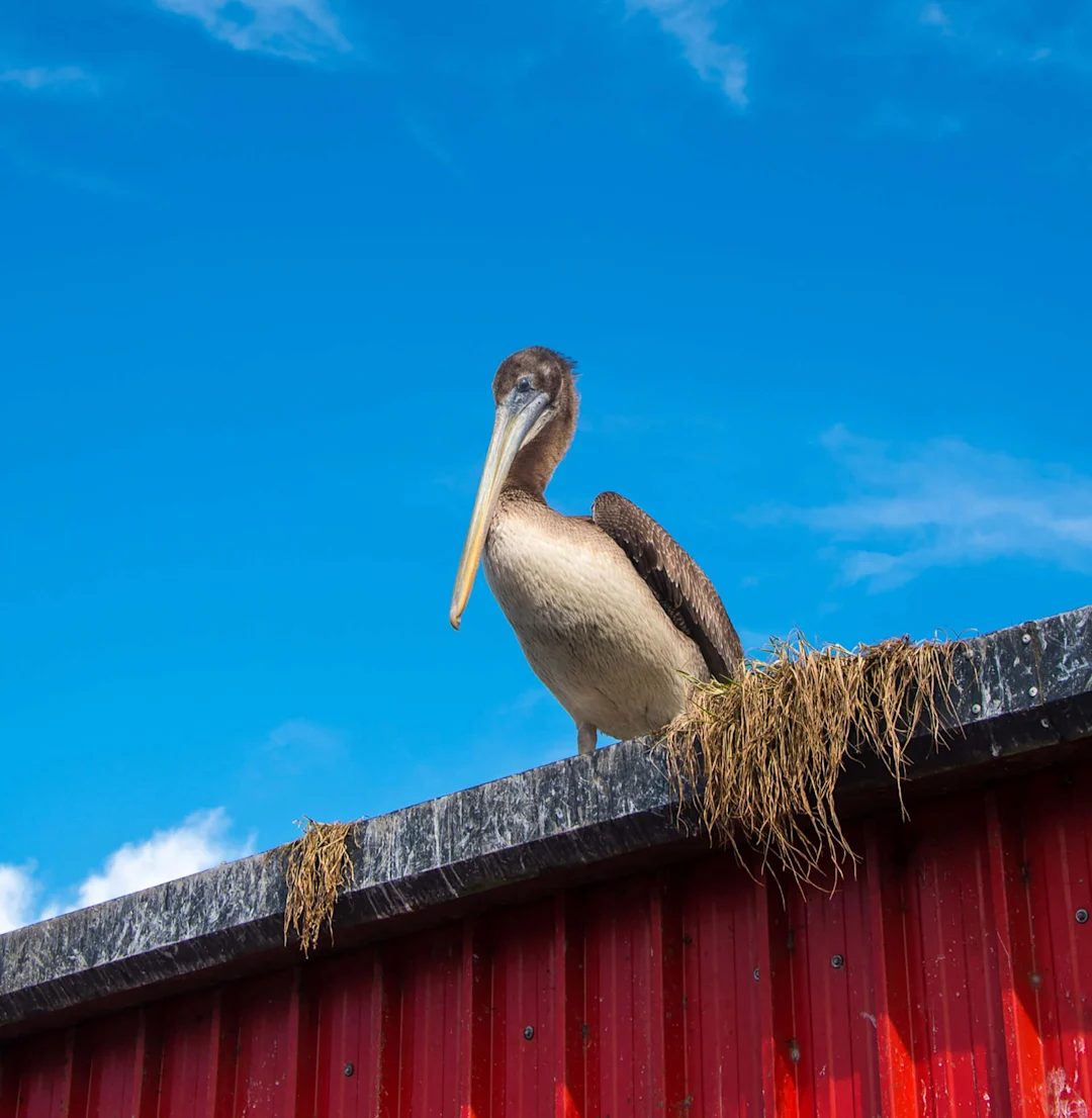 A mythical adventure on Chiloé Island | HX Hurtigruten Expeditions