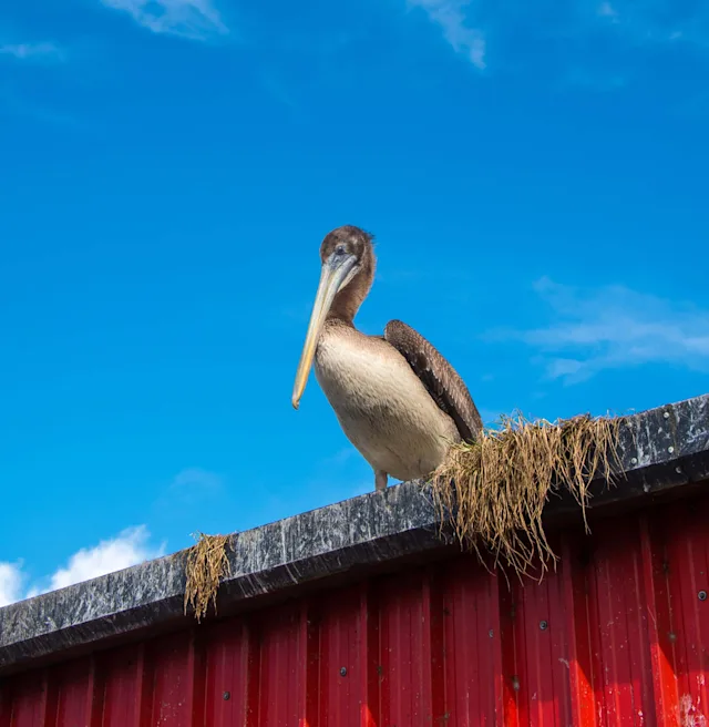 A mythical adventure on Chiloé Island | HX Hurtigruten Expeditions