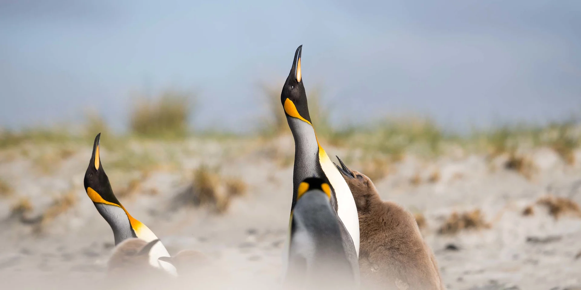 14 faszinierende Fakten über Pinguine