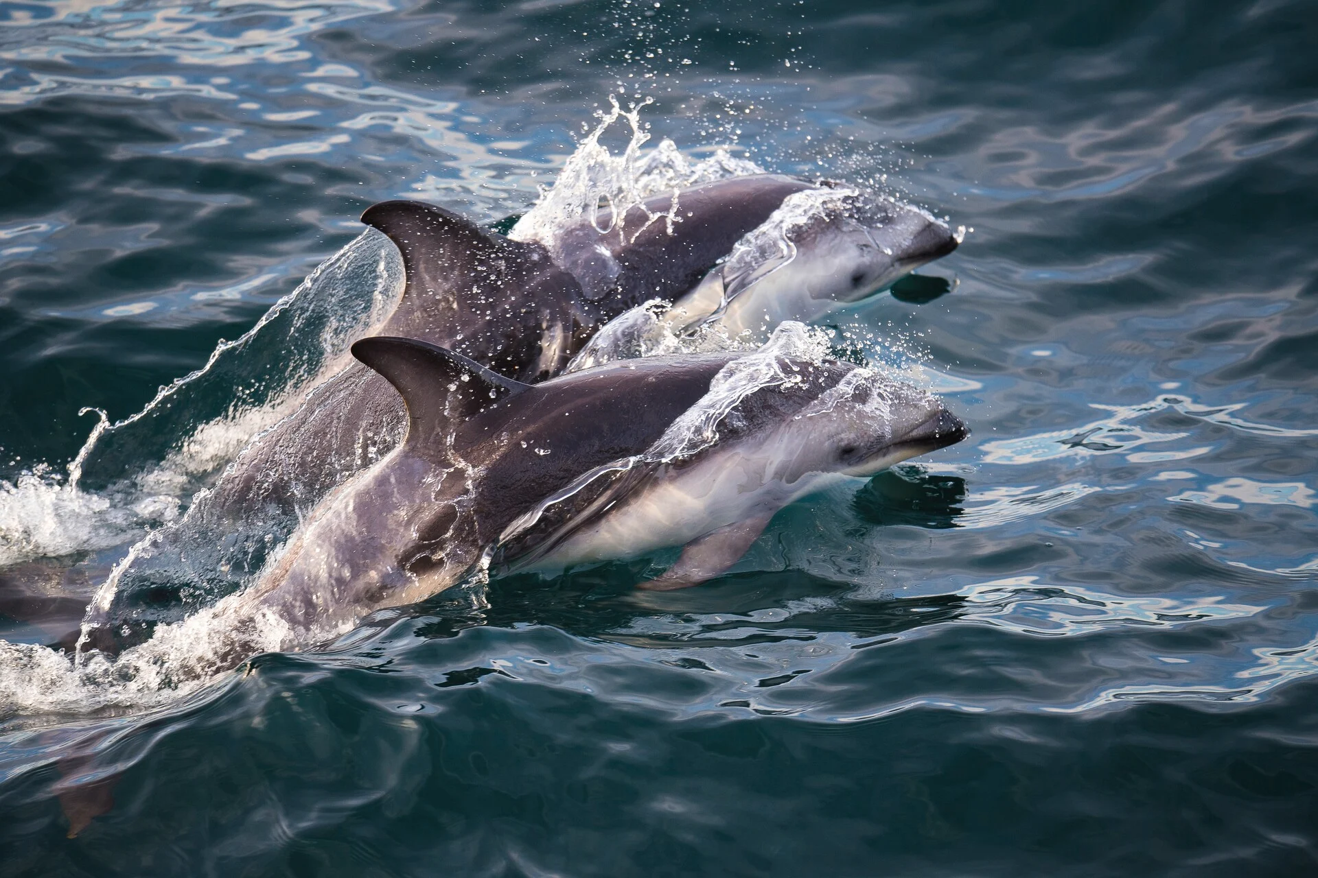 Puerto Madryn - Navigation to look for Dolphins | HX Expeditions US