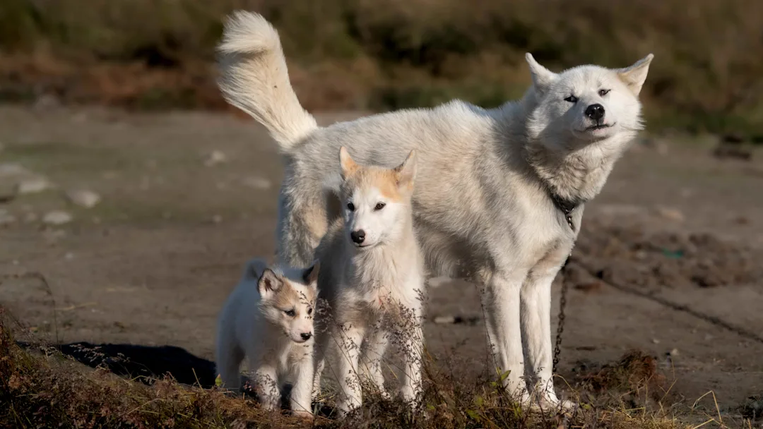 New Community-Led Excursions in the Northwest Passage – Summer 2025 ...