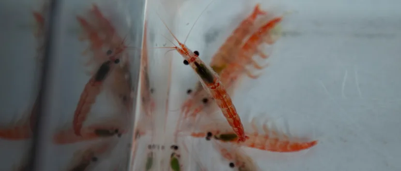 For the krill of it | HX Expeditions AU