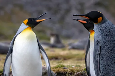 Meet the Penguins of Antarctica - seven types of penguins | HX ...
