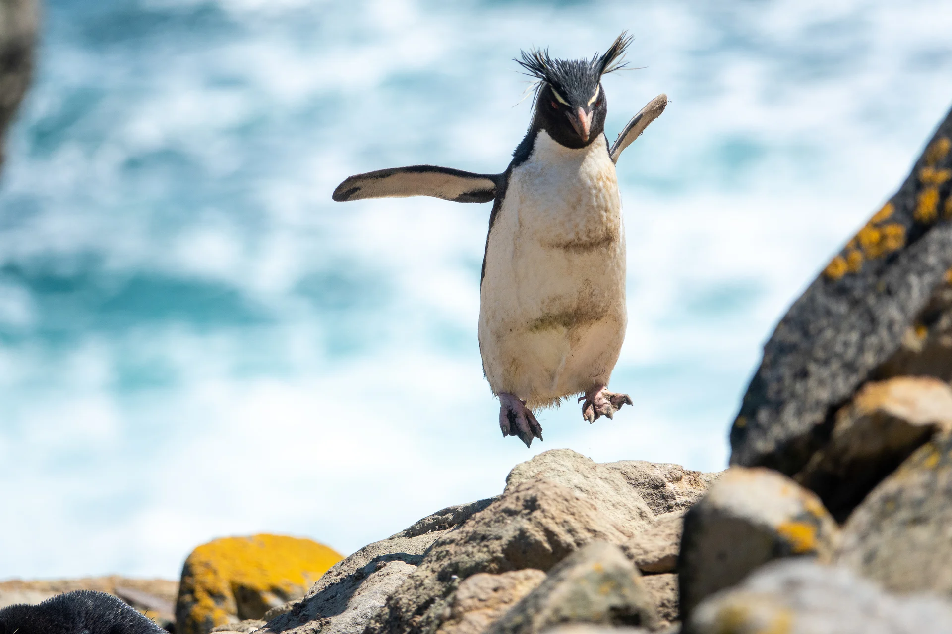 Travel Guide To The Falklands Islands | HX Expeditions US