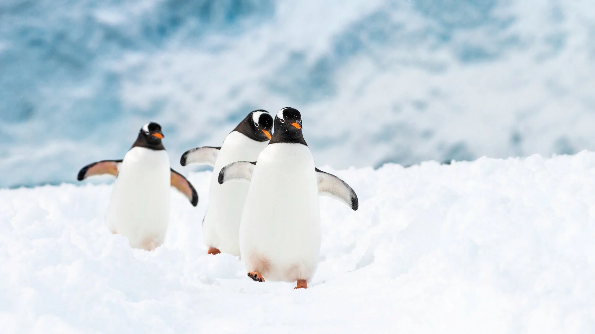 14 fascinerende fakta om pingviner | HX Hurtigruten Expeditions DK