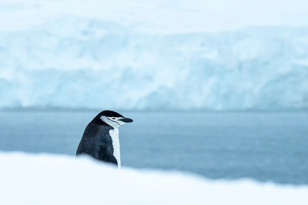 Discover the Seven Penguin Species of Antarctica | HX Expeditions AU