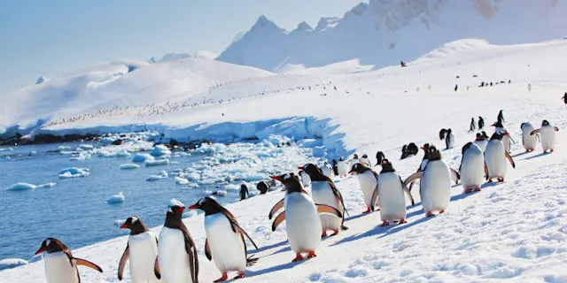 Meet the Penguins of Antarctica - seven types of penguins | HX ...