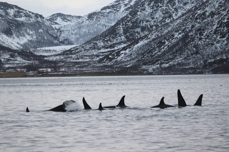 Wildlife in Norway: What to see on an HX expedition