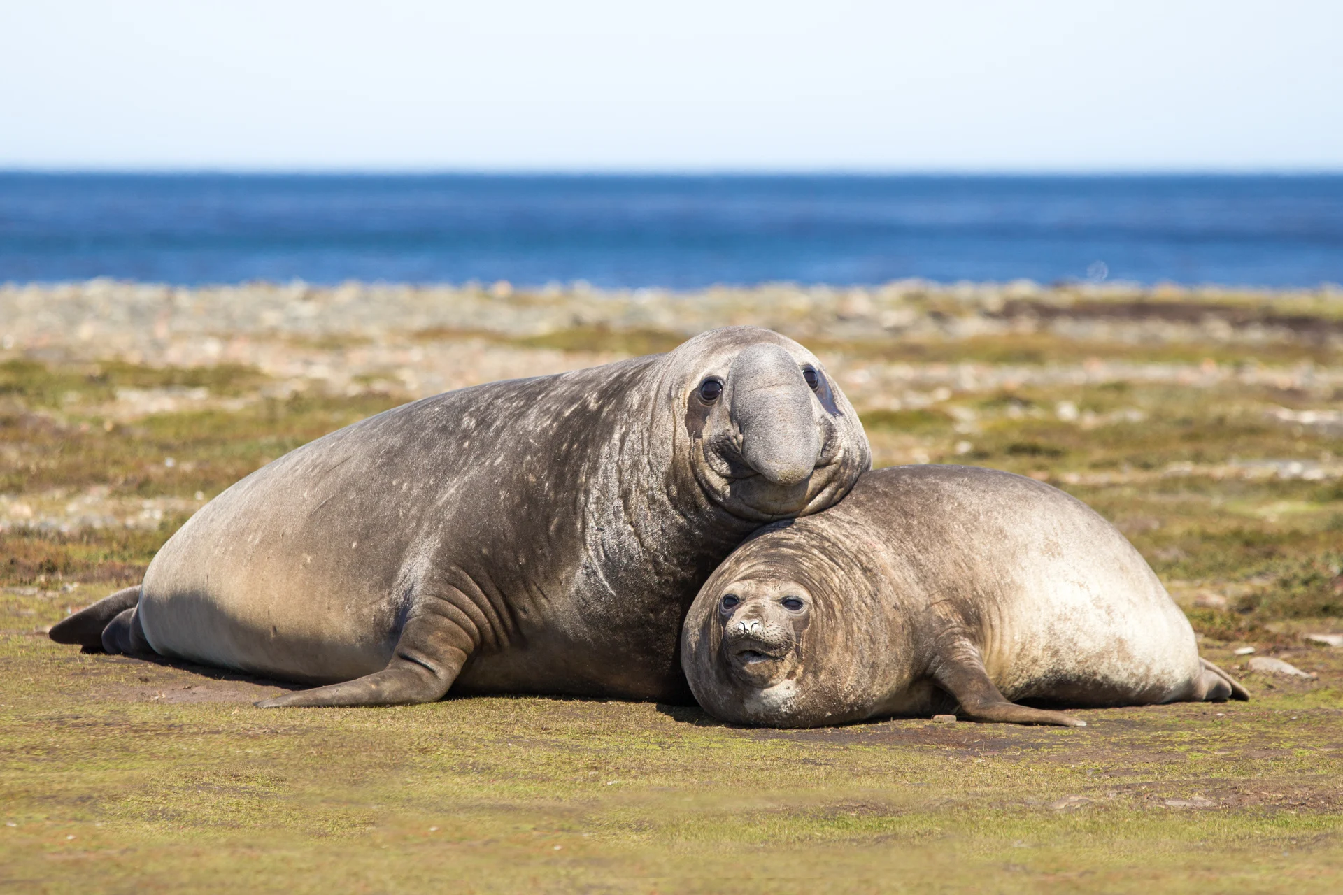 Travel Guide To The Falklands Islands | HX Hurtigruten Expeditions US