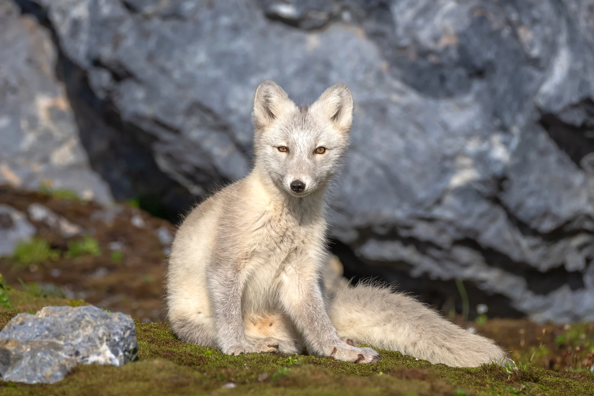 Svalbard Cruise 2025 2026 | HX Hurtigruten Expeditions US