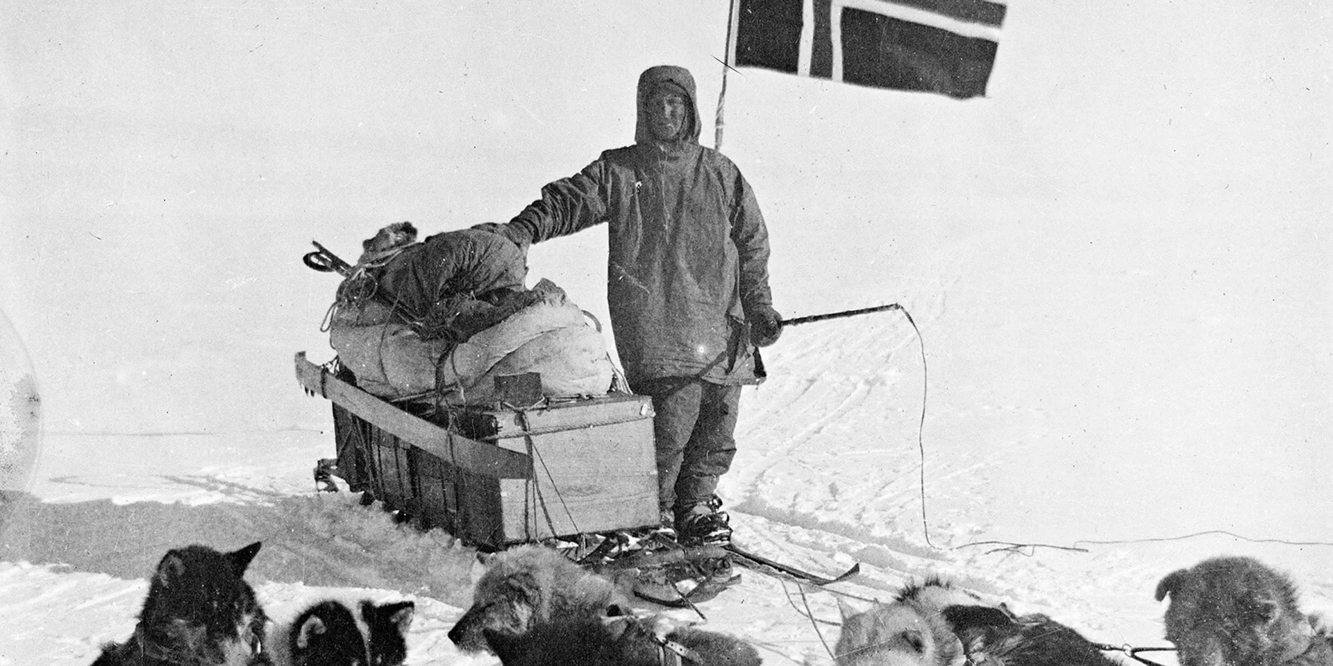 8 facts you didn't know about polar bears | HX Hurtigruten Expeditions UK