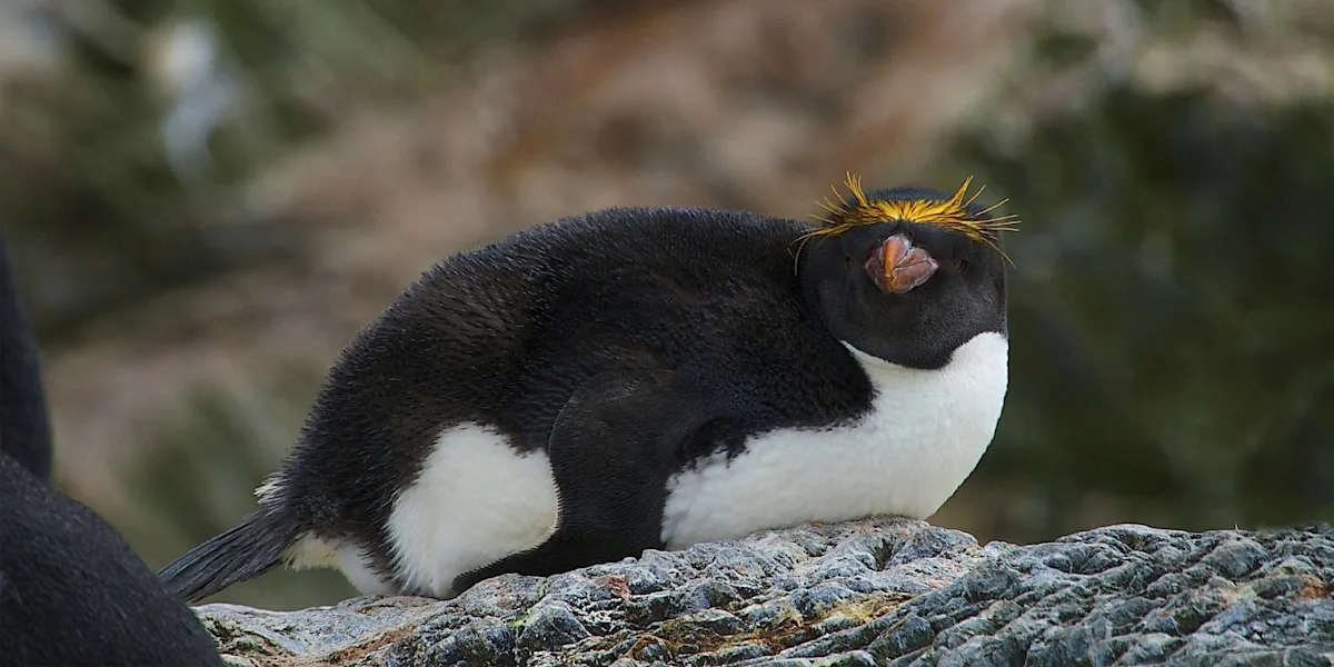 Meet the Penguins of Antarctica - seven types of penguins | HX ...