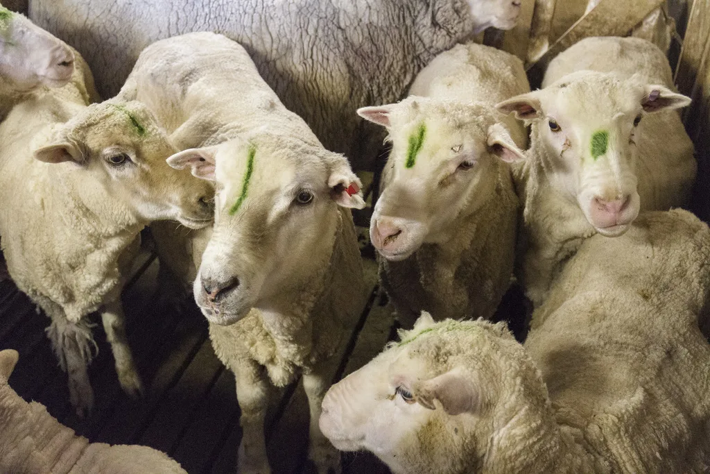 Port Stanley - Fitzroy Farm Visit | HX Hurtigruten Expeditions AU