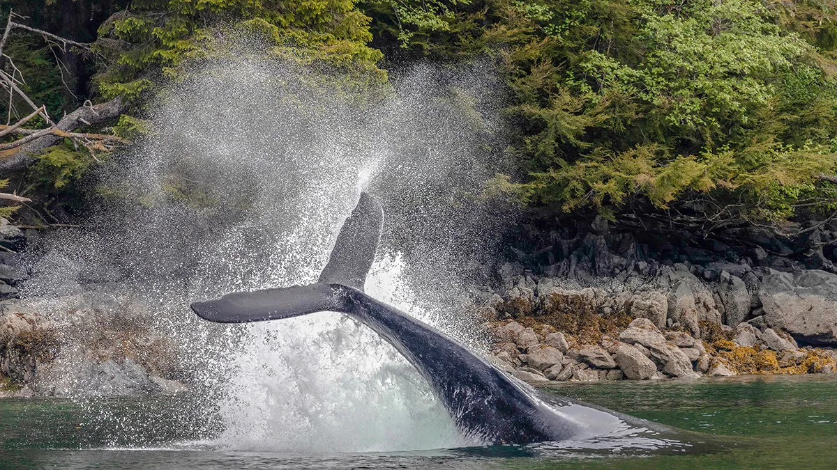 Sitka - Alaska Expedition Vessel Adventure & Fin Island Lodge | HX ...