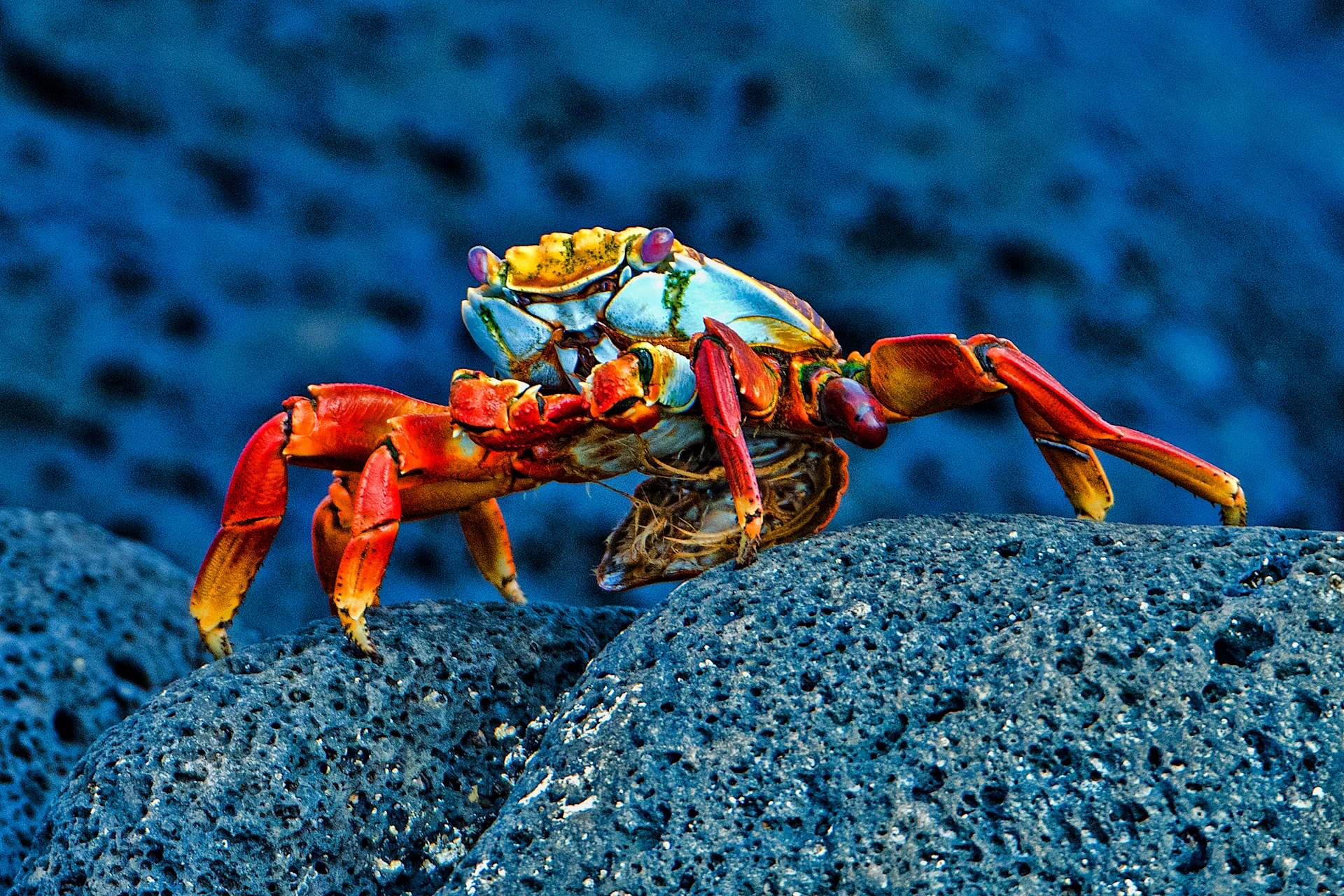 Galápagos Islands Cruise: Iconic Wildlife, Sublime Scenery & Machu ...