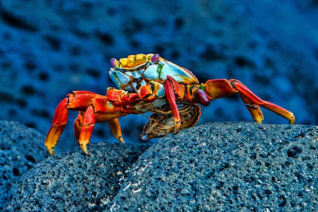 Galápagos Islands Cruise: Iconic Wildlife, Sublime Scenery & Machu ...