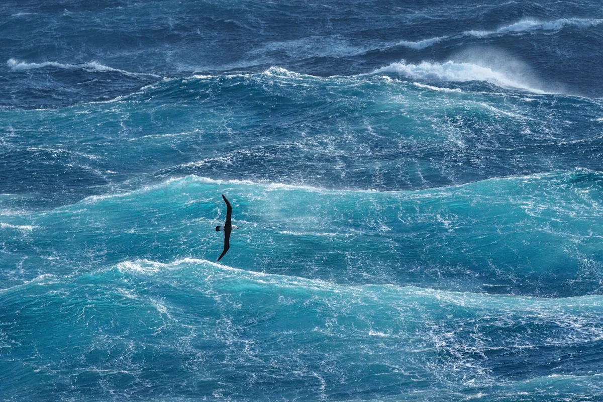 Elephant Island: Five Facts You Need to Know | HX Hurtigruten ...