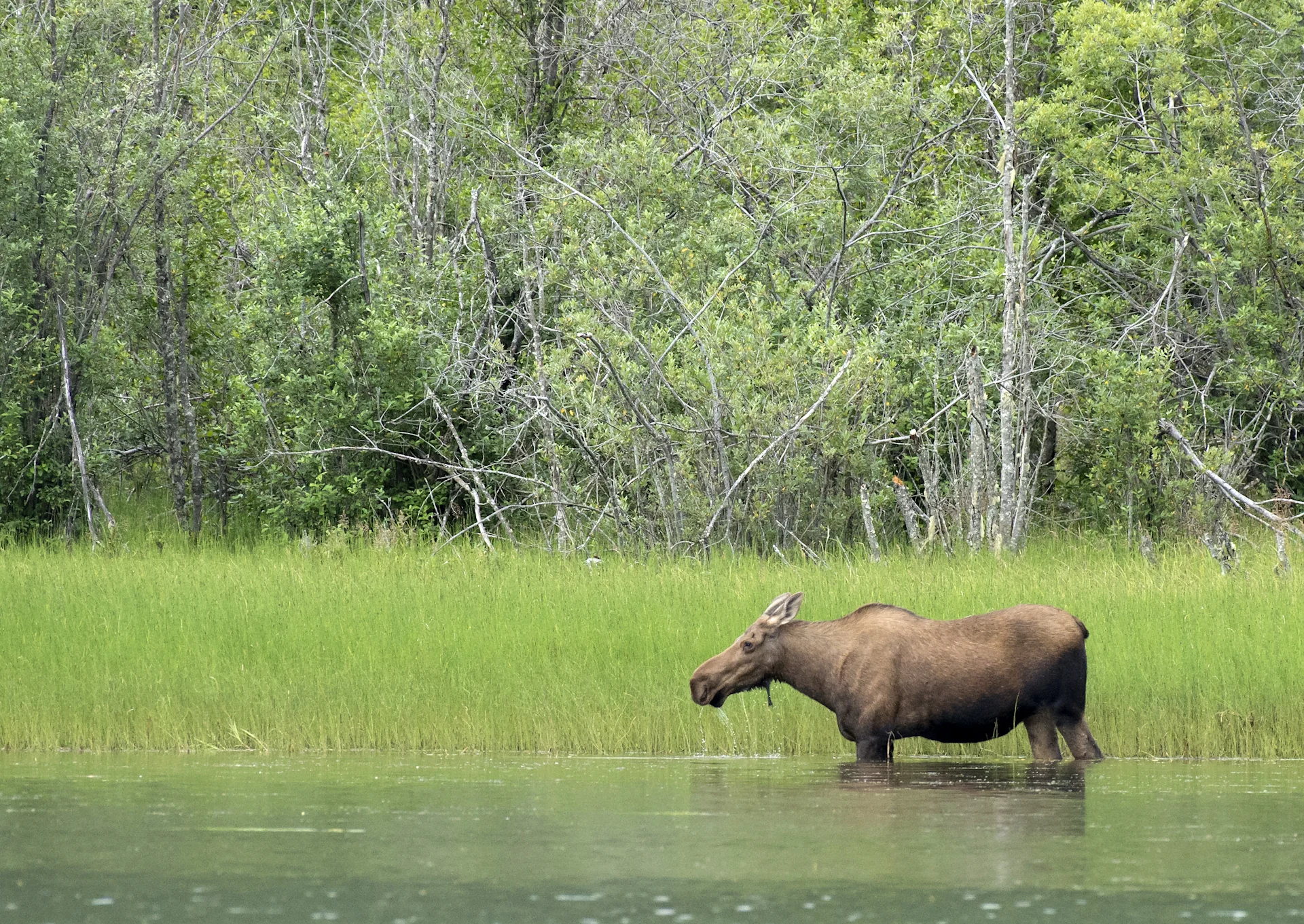 Alaska Cruise and Expedition 2025 2026 | HX Hurtigruten Expeditions US