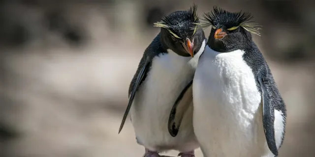 Meet the Penguins of Antarctica - seven types of penguins | HX ...