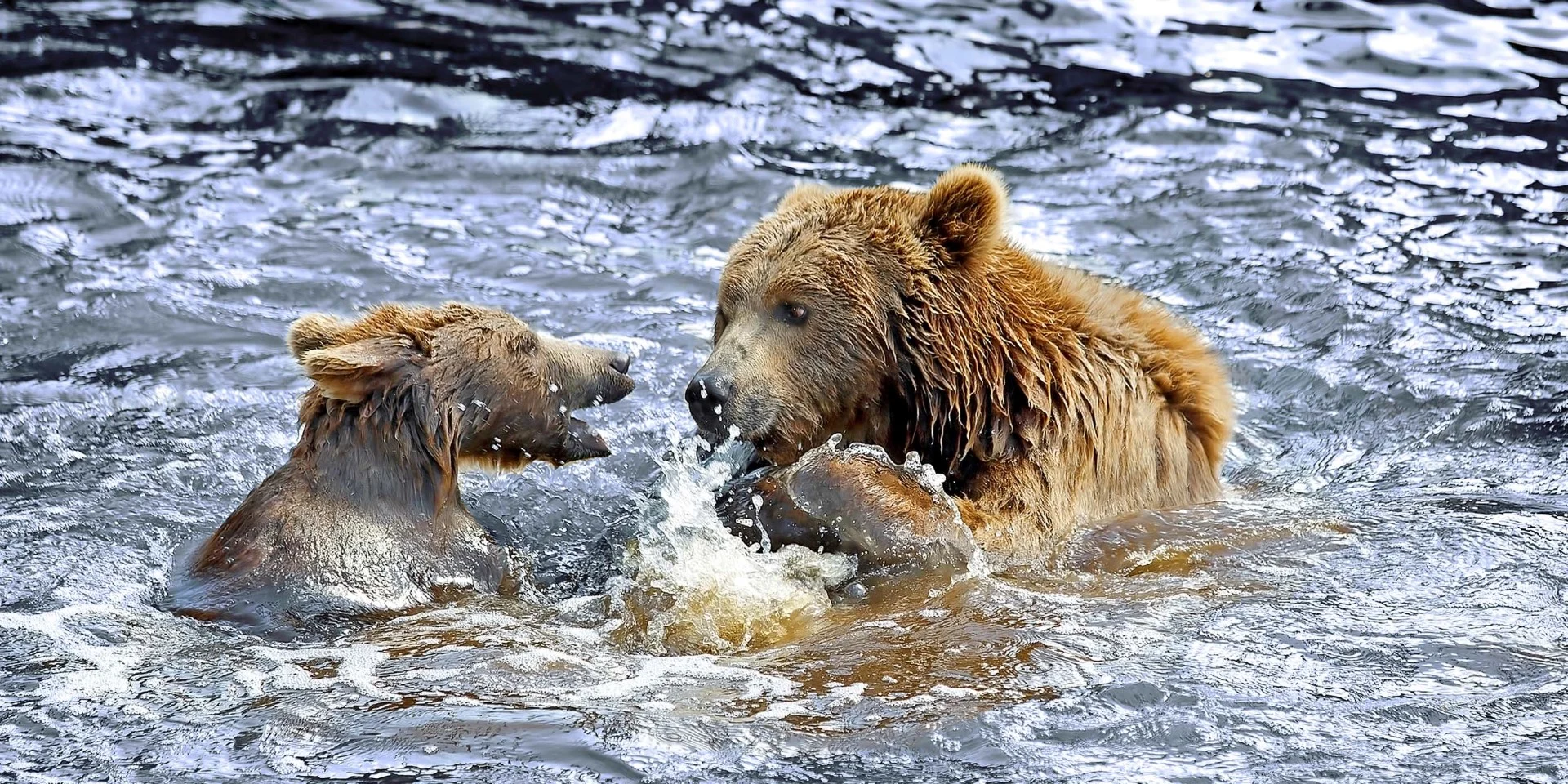 Wildlife in Alaska | HX Hurtigruten Expeditions US