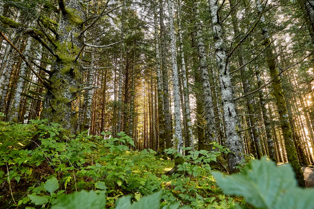 Wrangell - Turn Island Hike | HX Expeditions UK