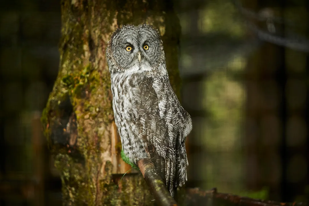 Save 10% On Audubon Voyages | HX Hurtigruten Expeditions US