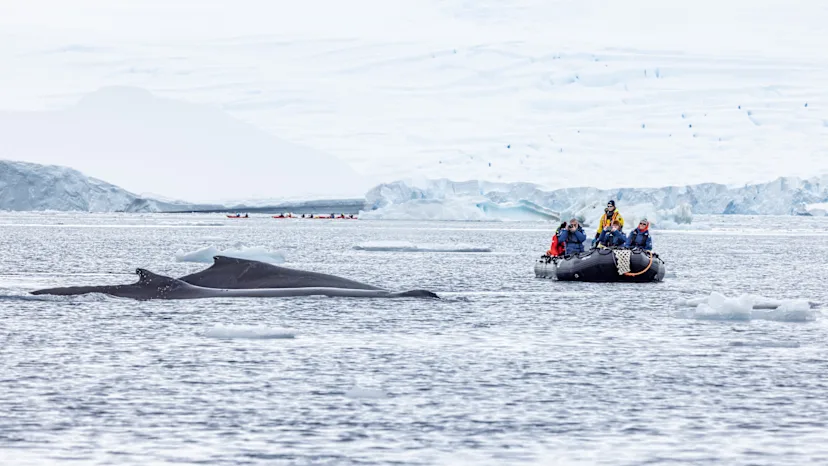 Highlights of Antarctica Cruise 2025 2026 2027 | HX Hurtigruten Expeditions