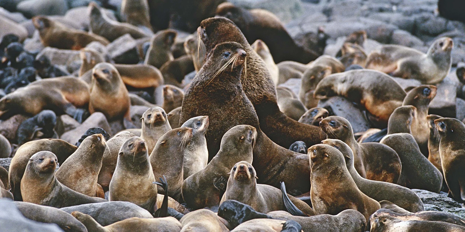 Alaska-British Columbia Cruise: Inside Passage, Bears and Aleutian ...