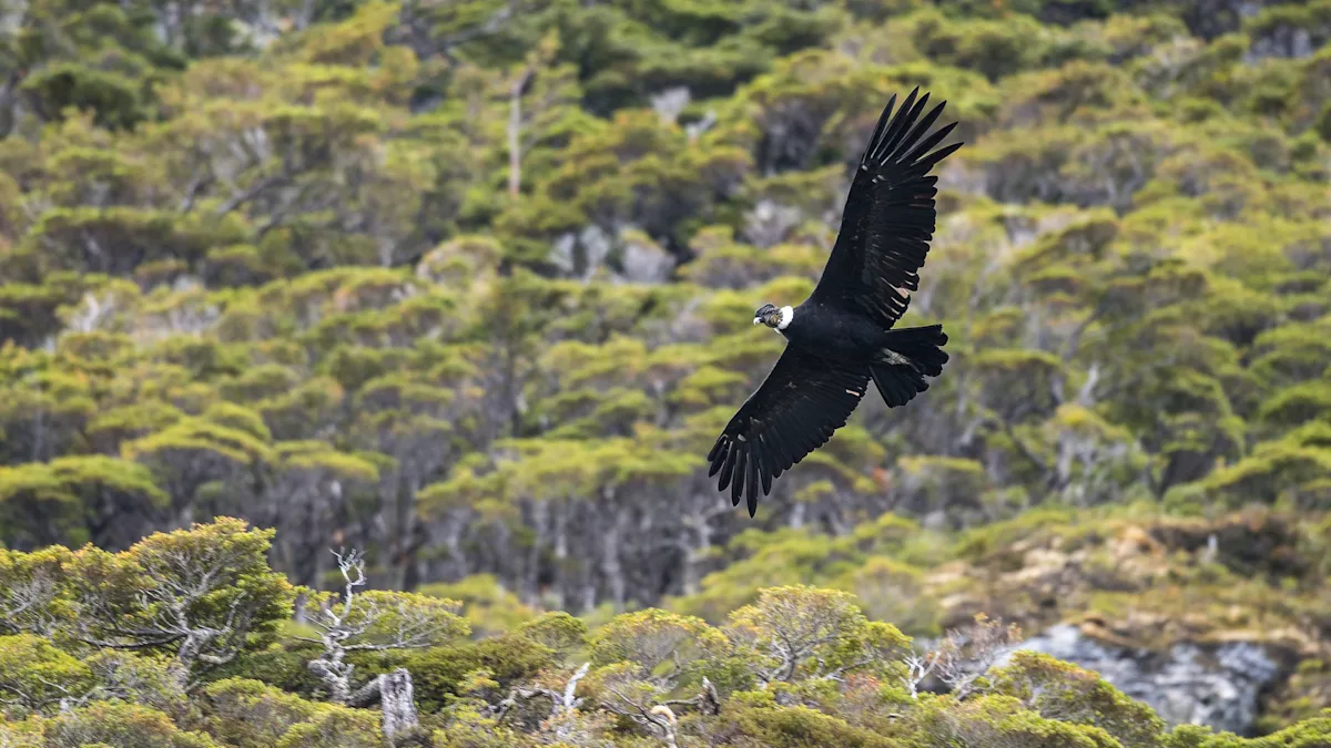 Treasures of the Pacific Coast | Panama to Chile | HX Hurtigruten ...