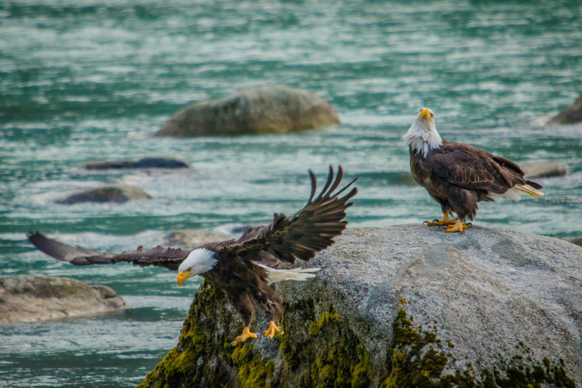 Save 10% On Audubon Voyages | HX Hurtigruten Expeditions US